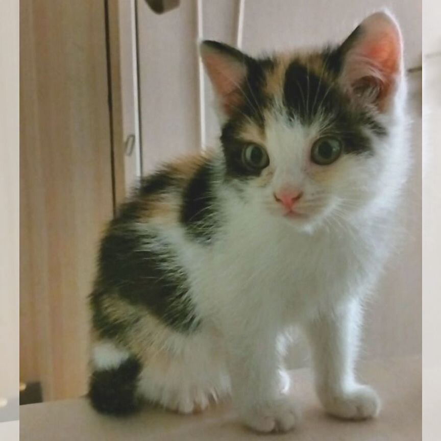 Котенок девочка