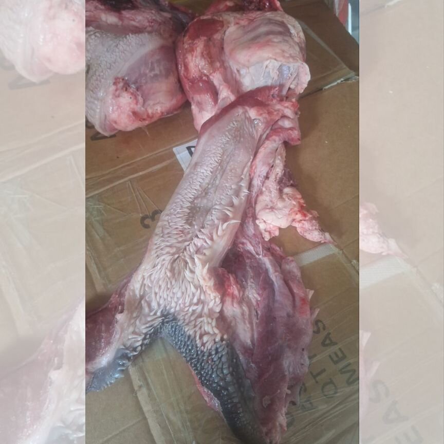 Мясо говядина для собак