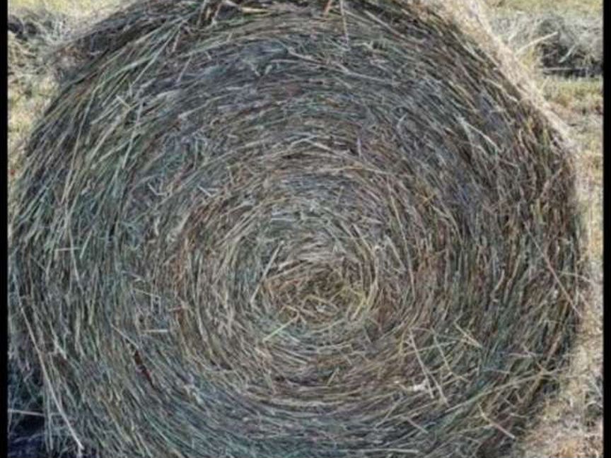 Сено люцерны в рулонах