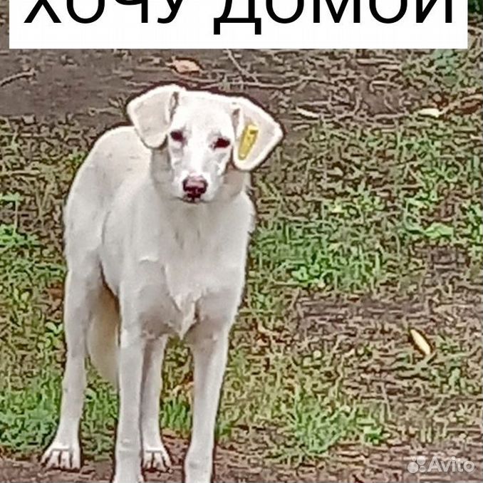 Собачку бросили ей нужен дом