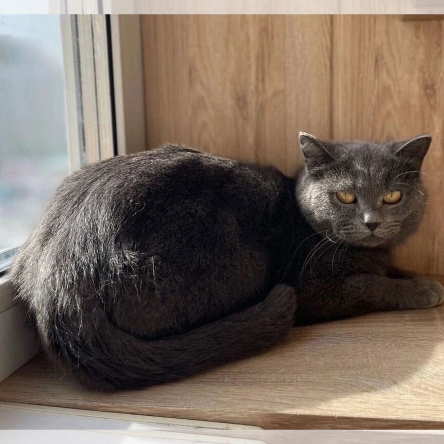 Кошечка