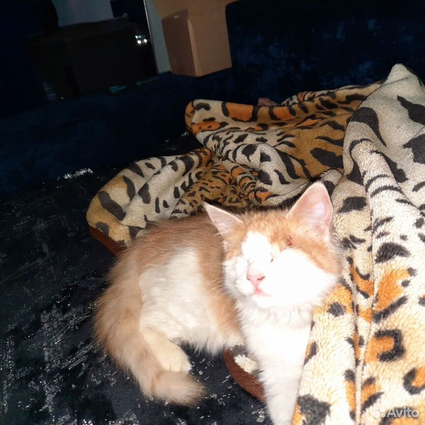 Кошка