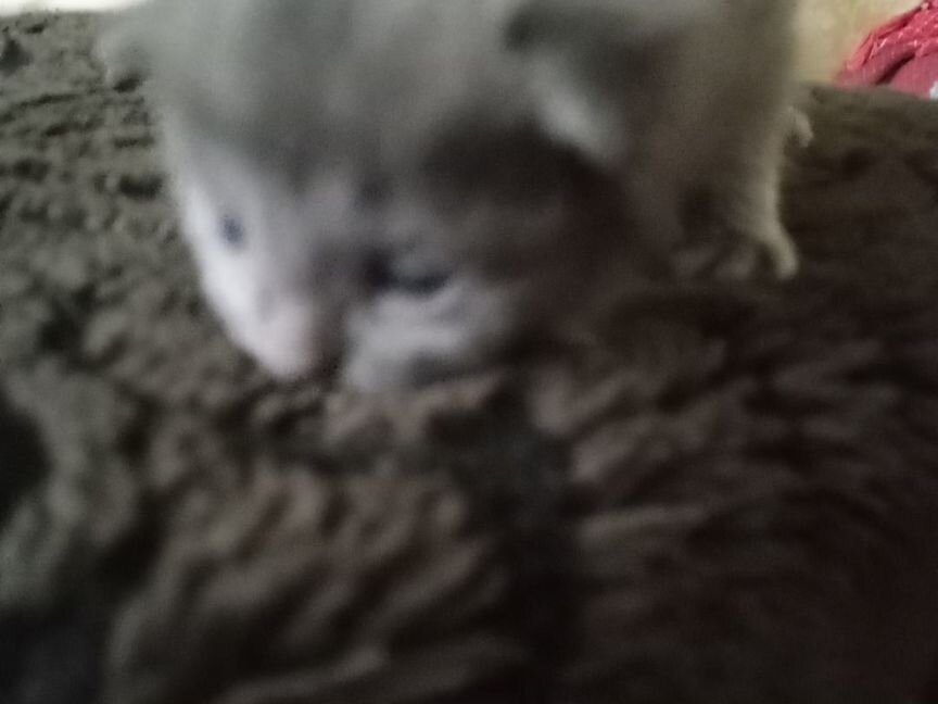 Отдам бесплатно катеночка