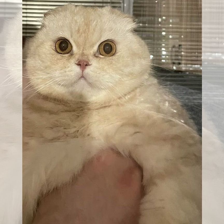Кот шатландский веслоухий