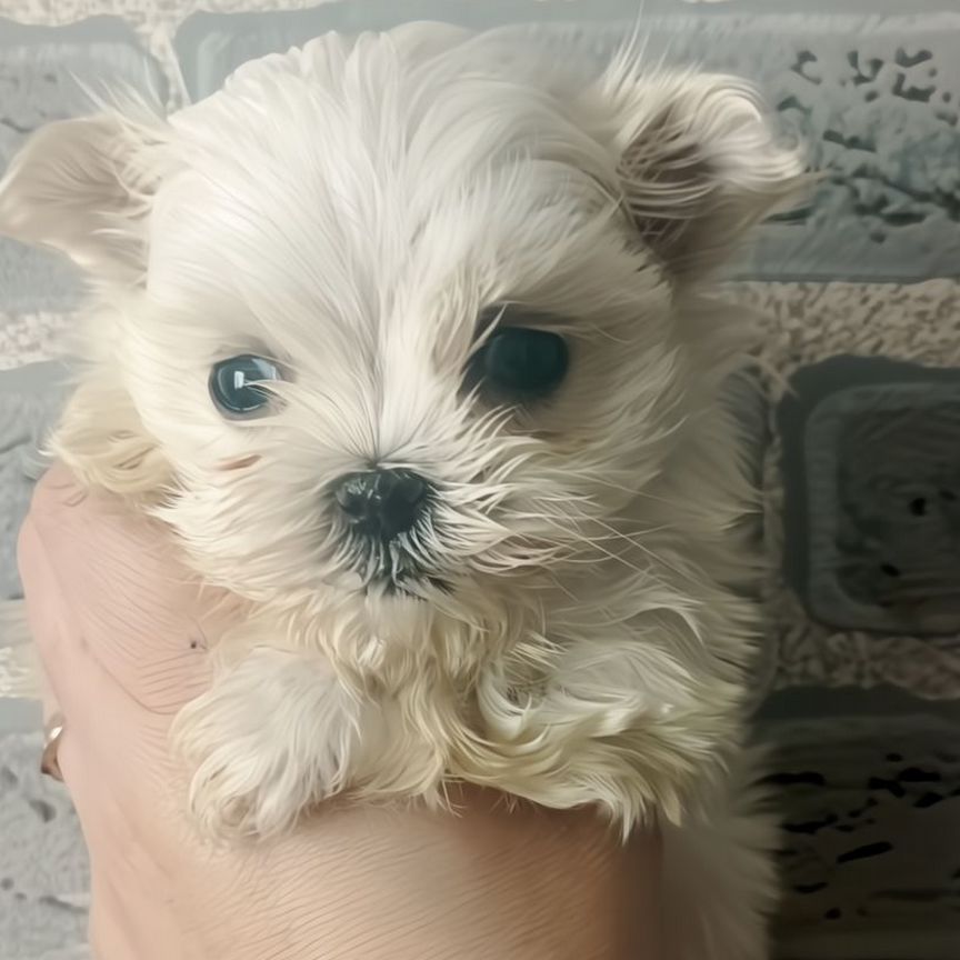 Мальтийская болонка, щенок