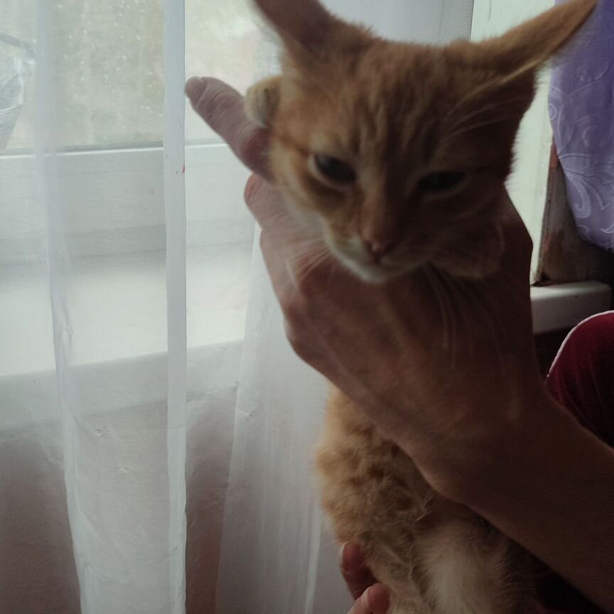 Продам кота,Цвет Рыжый белый
