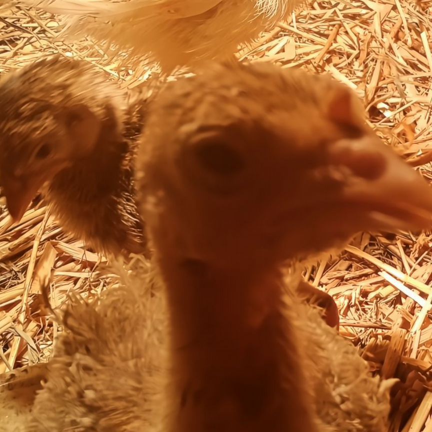 Индюшата Бронза