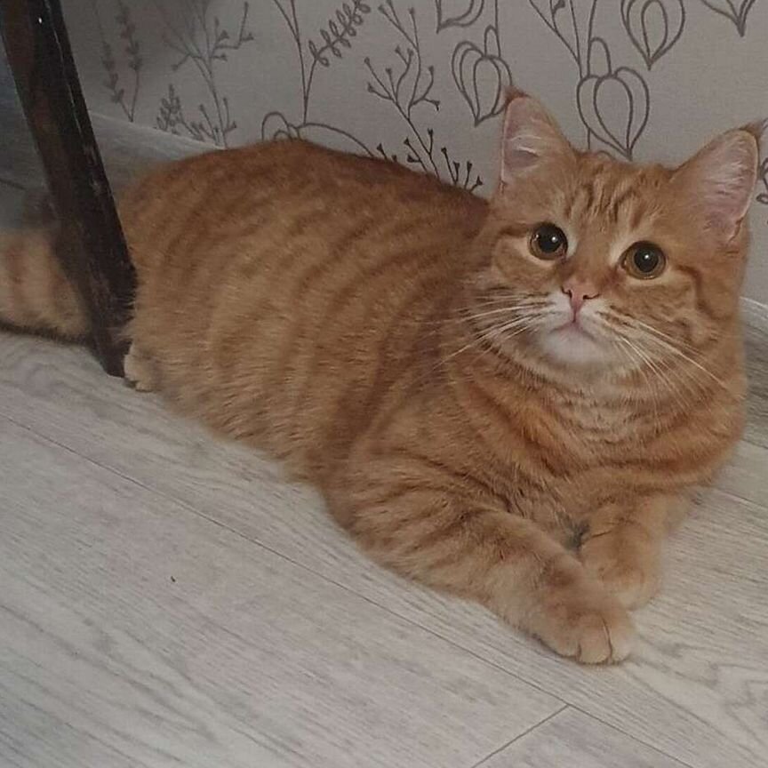 Взрослая, кошка в добрые руки