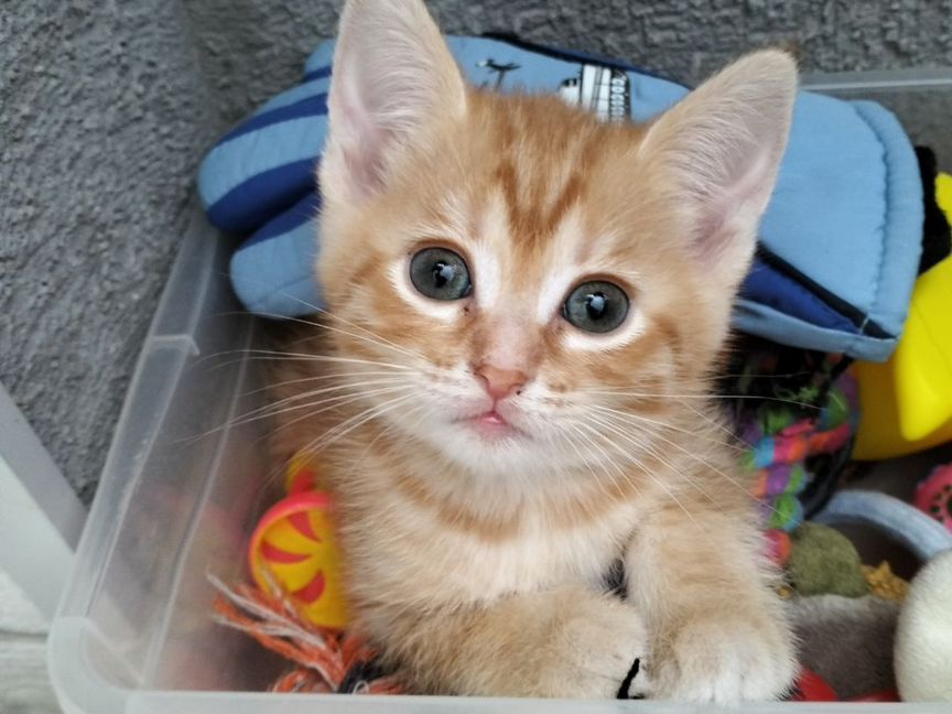Котята