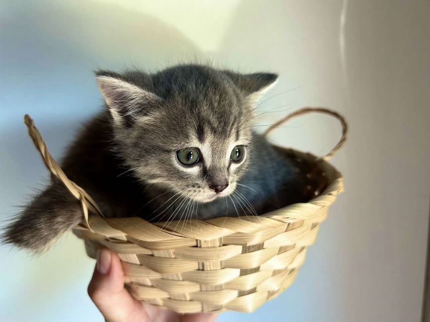 Котята в добрые руки бесплатно