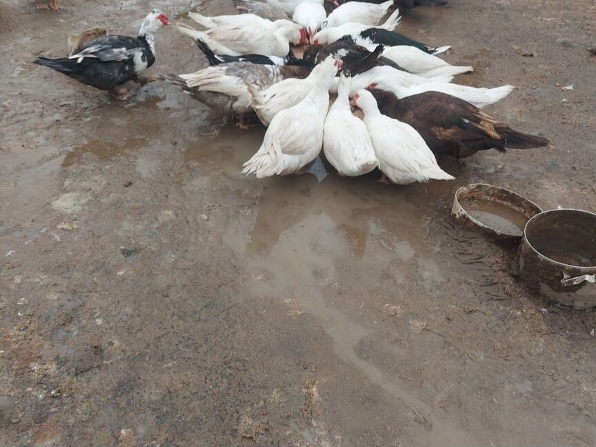 Индоутки семьи