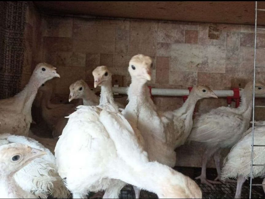 Индюк Хайбрит