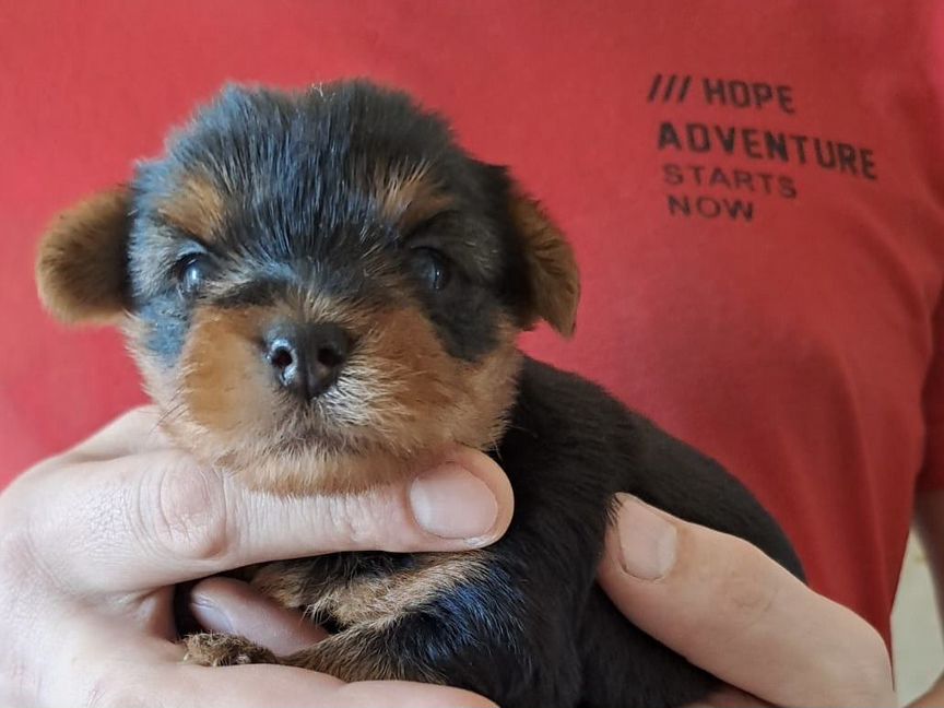 Йоркширский терьер щенки