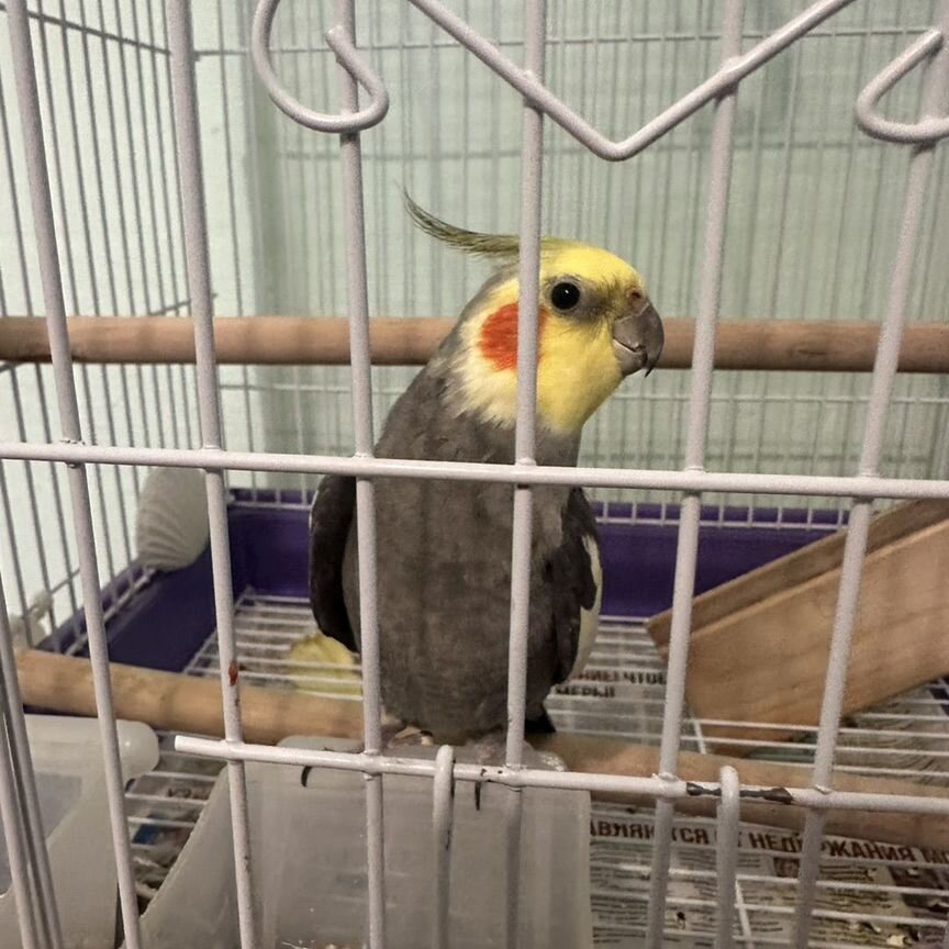 Попугай корелла с клеткой