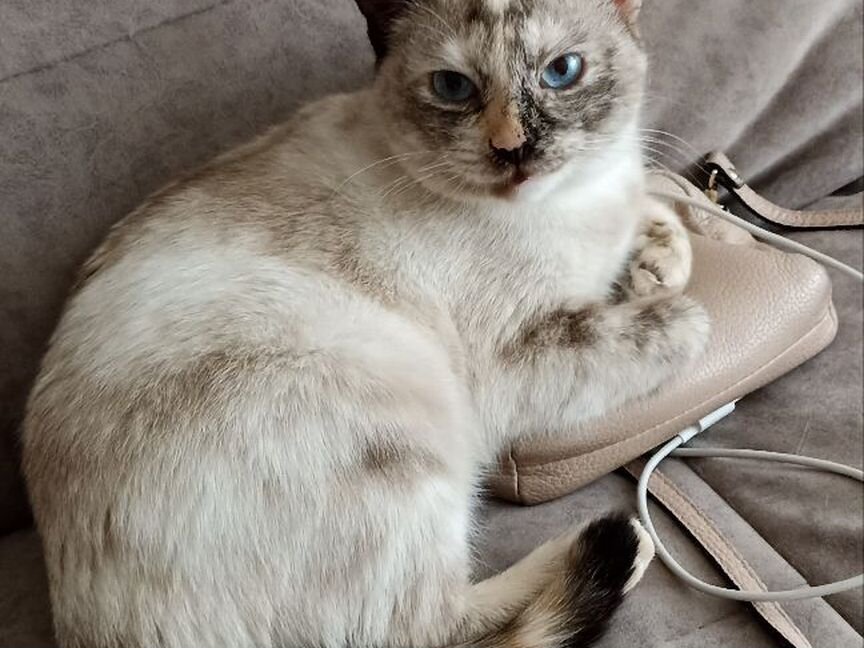 Стерилизованная кошка ищет дом