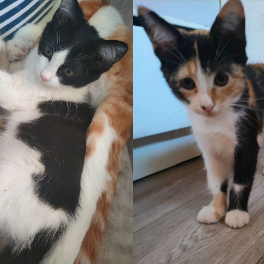 Две малышки ищут тепло перед зимой