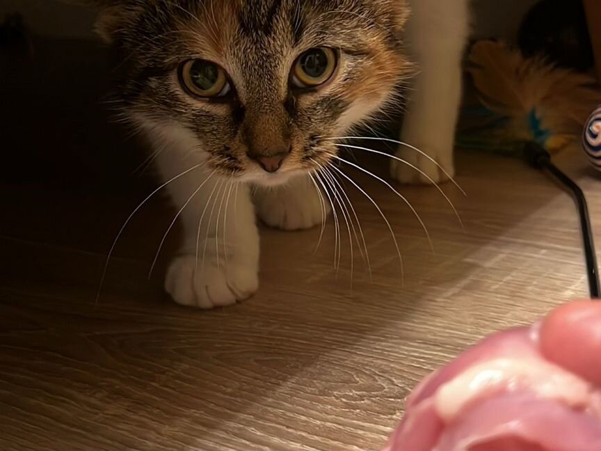 Кошка трехцветная 6 мес