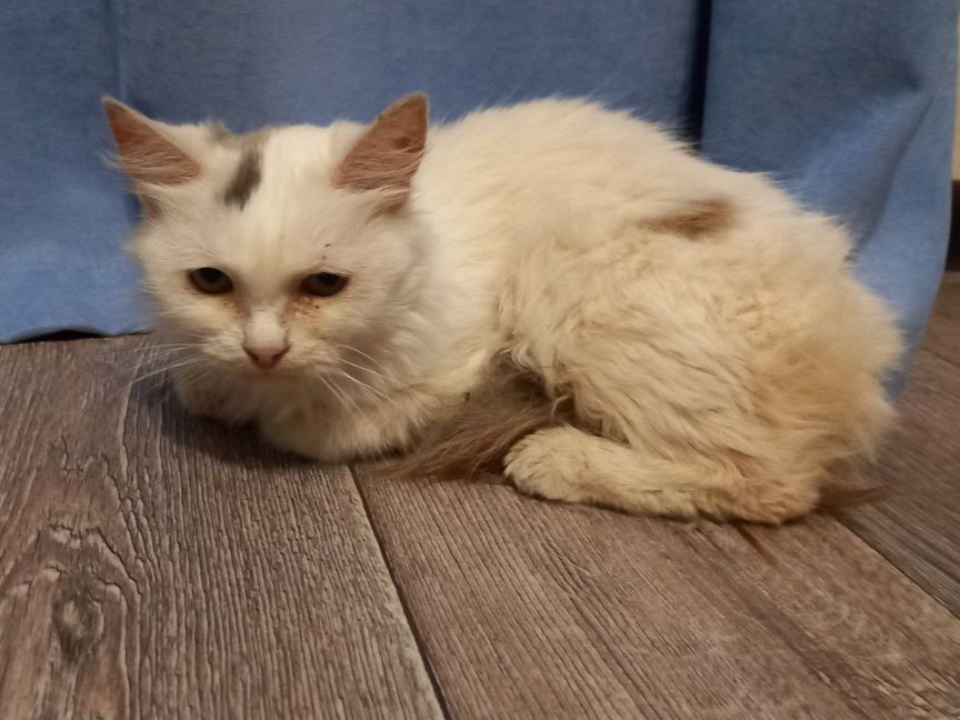 Котёнок мальчик красивый пушистый добрый милый