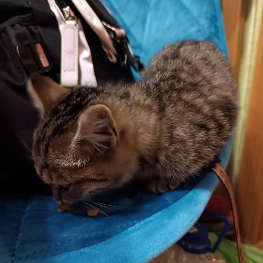 Потеряшка Хозяин, найдись