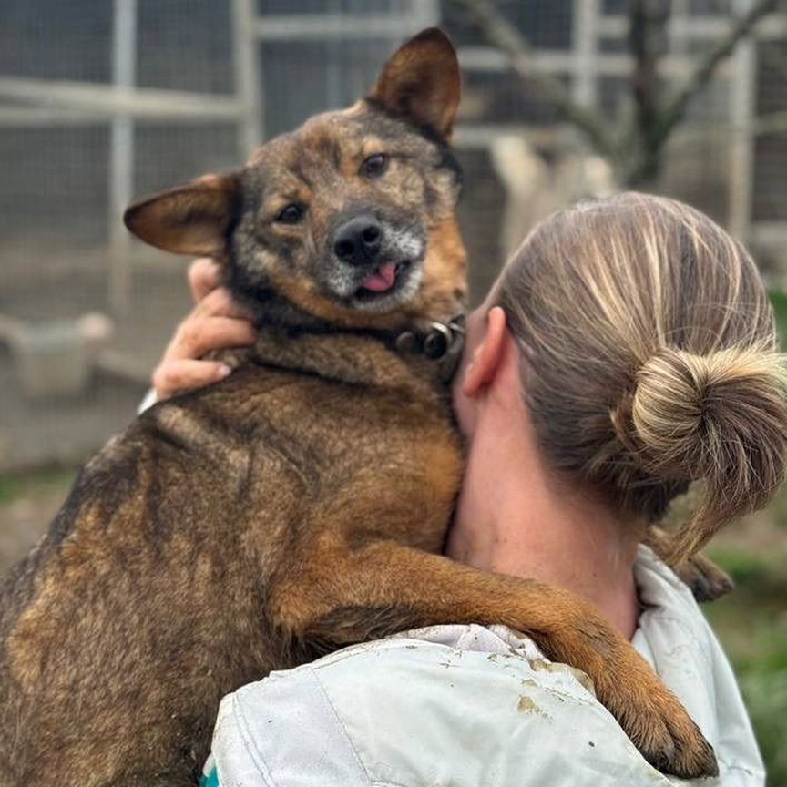 Взрослый пёс в добрые руки