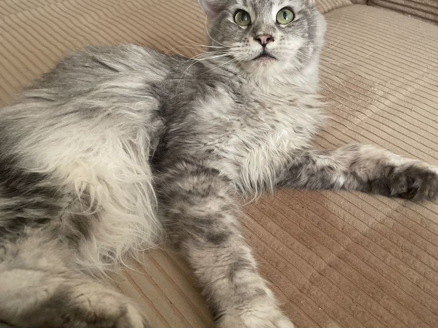 Кошка
