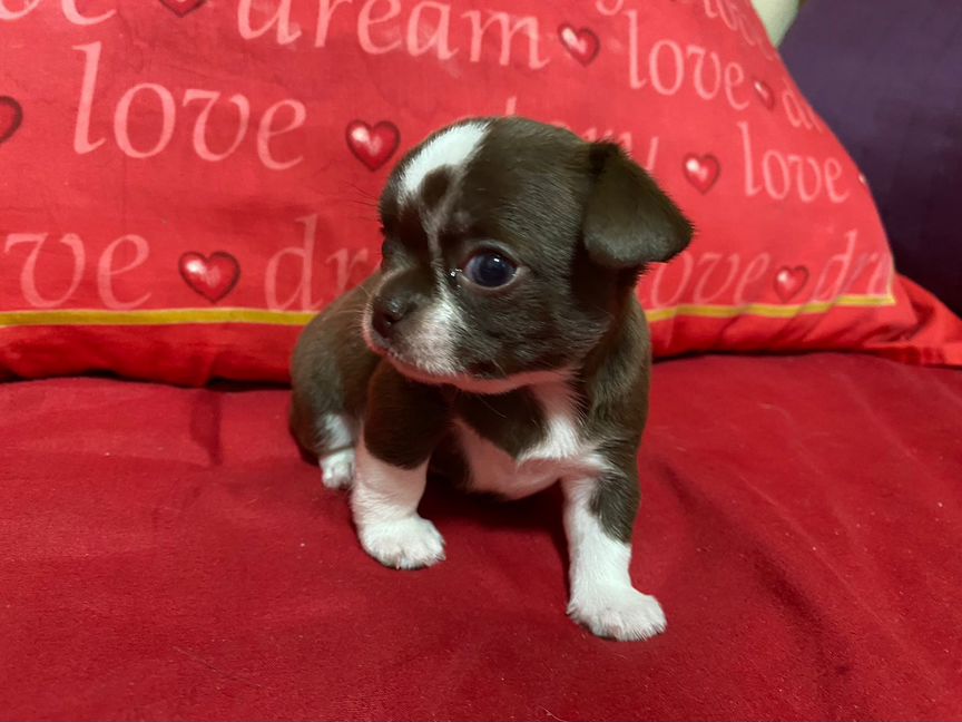 Щенки чихуахуа девочка