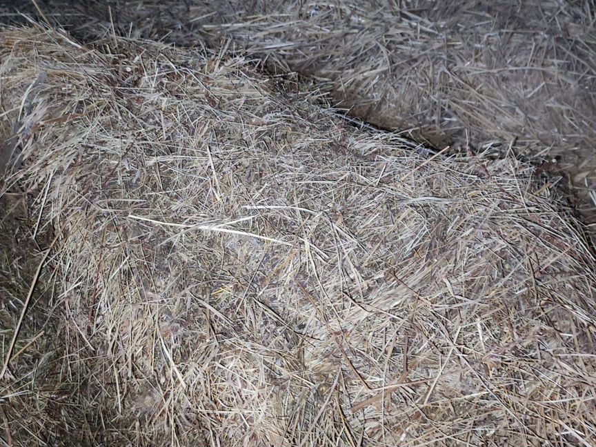 Сено/ солома бесплатно