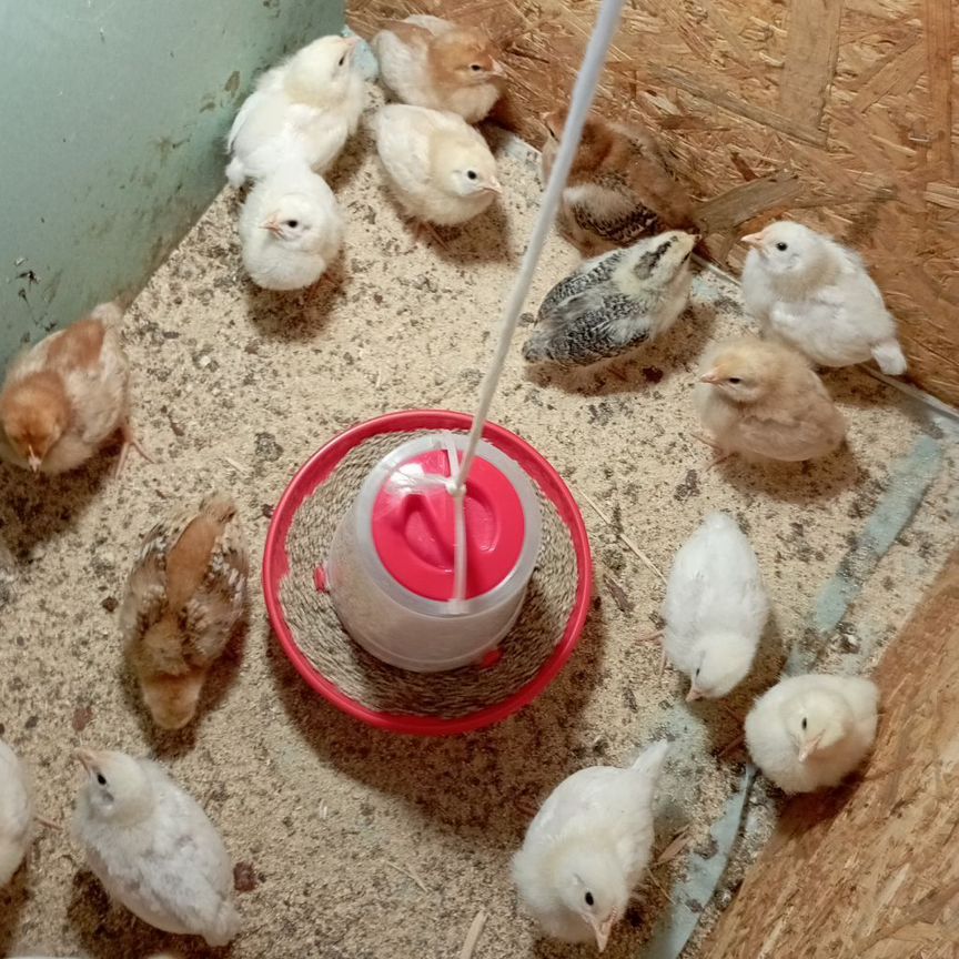 Цыплята несушки подрощенные