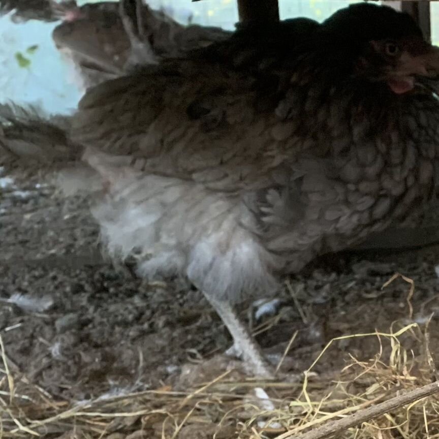 Куры несушки продам 300 4шт