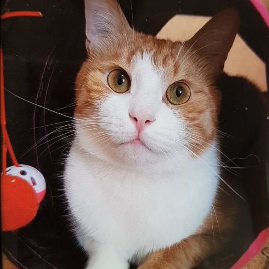 Кот