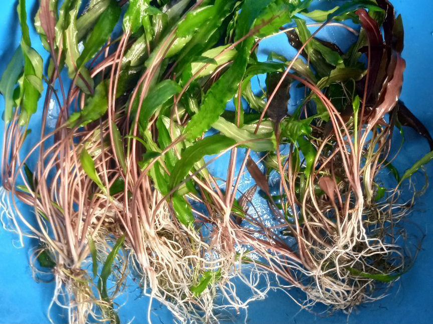 Растения в аквариум