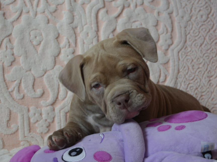 Ам. Булли (девочка стандарт)