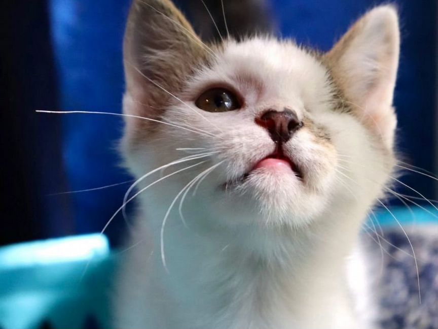 Особенная крошечка Мышка в самые добрые руки