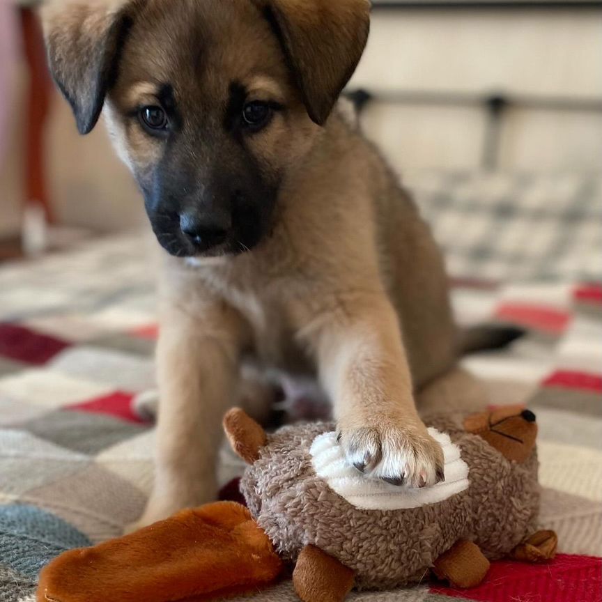 Щенок в добрые руки