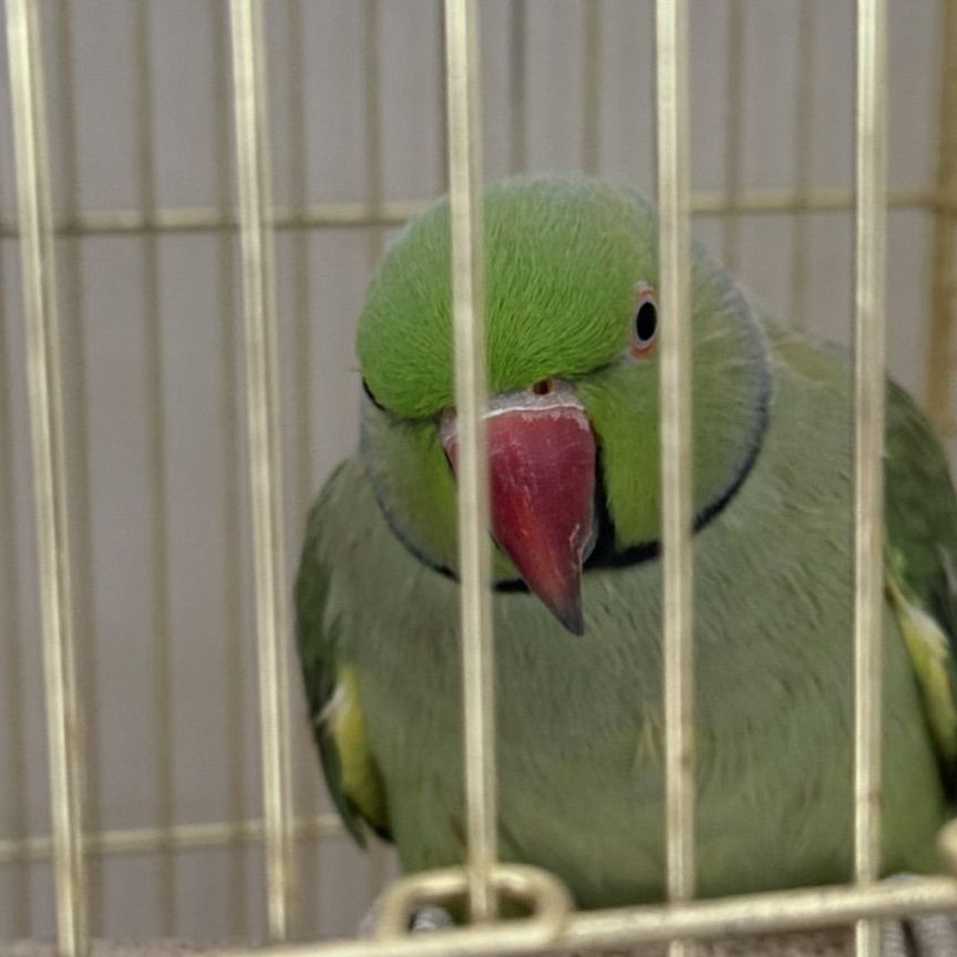 Ожереловый попугай самец