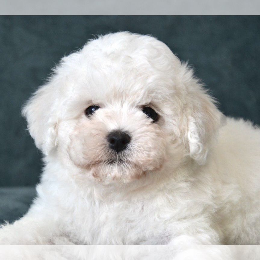 Бишон фризе, щенок