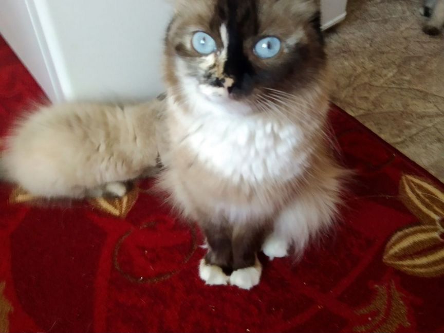 Невская маскарадная