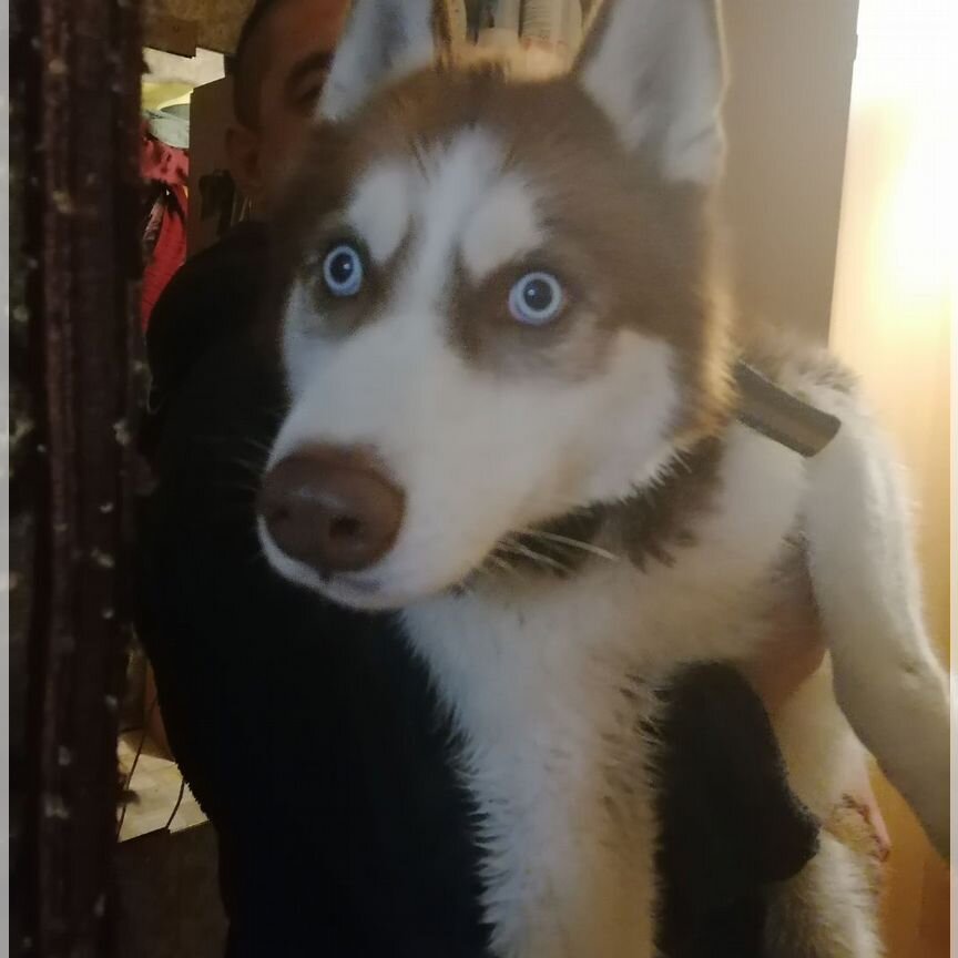 Сибирский хаски, взрослый пёс