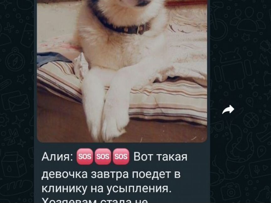Хасеныш на усыпление