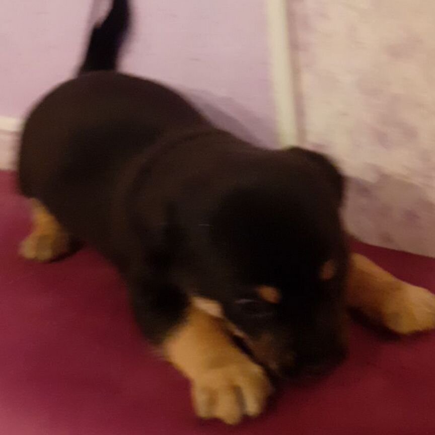 Щенки чихуахуа помесь