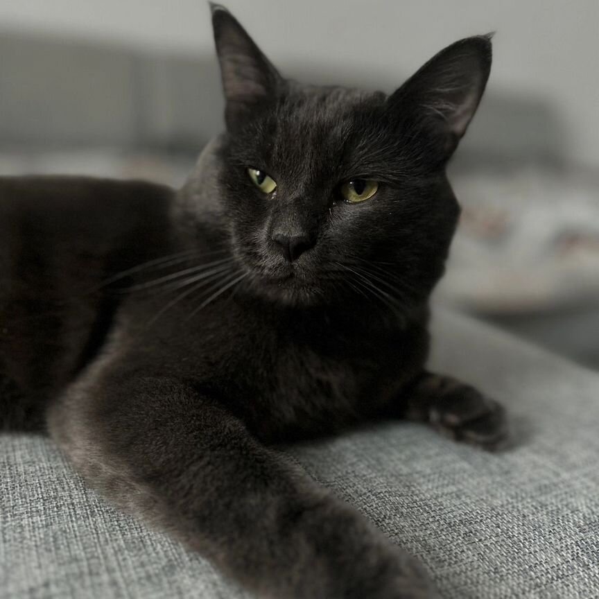 Взрослый кот