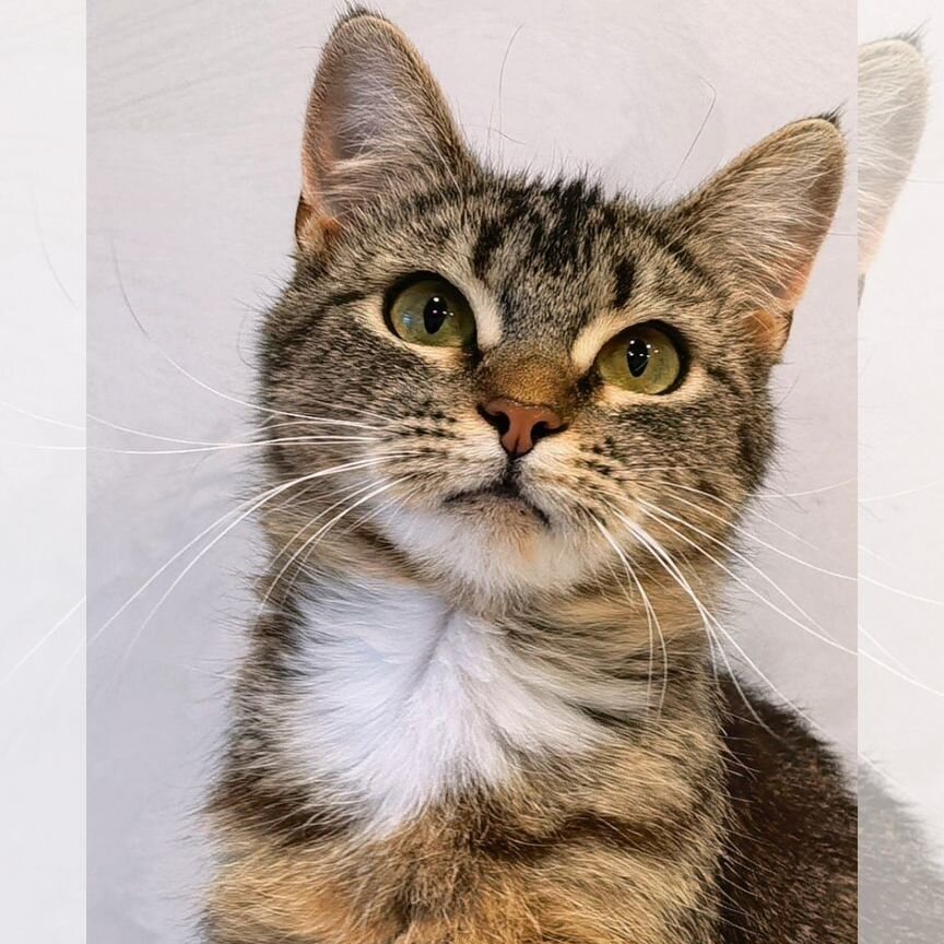 Взрослая, кошка в добрые руки