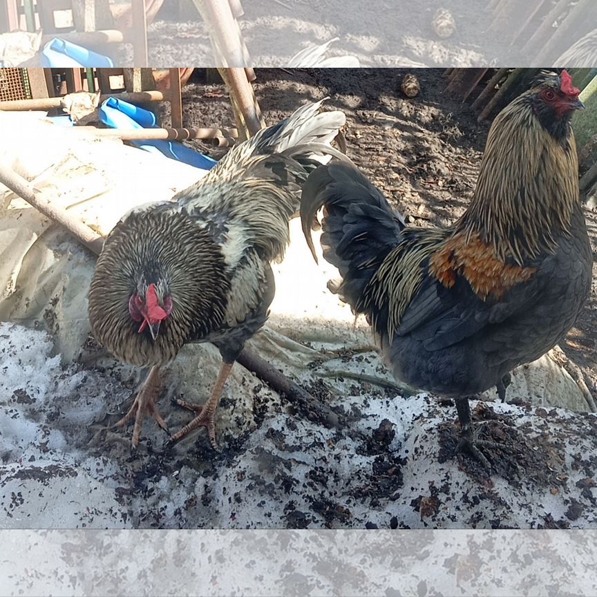 Молодые петухи