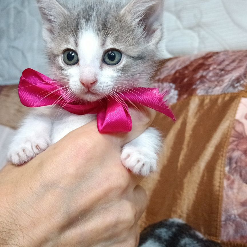 Отдадим котенка девочку в добрые руки