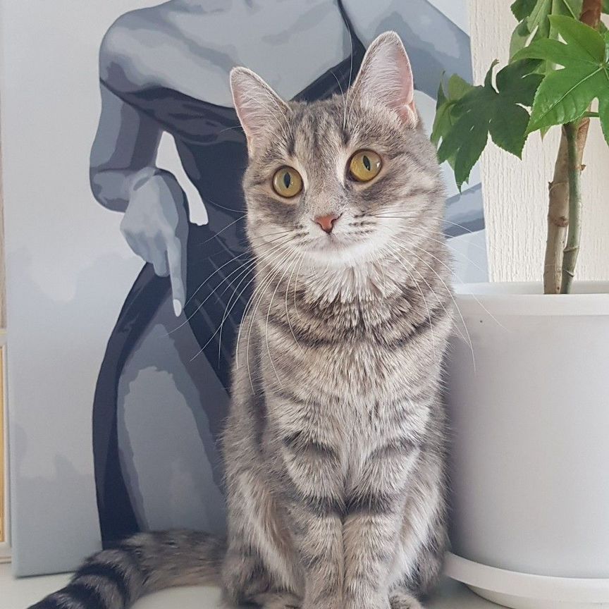 Кошки в добрые руки