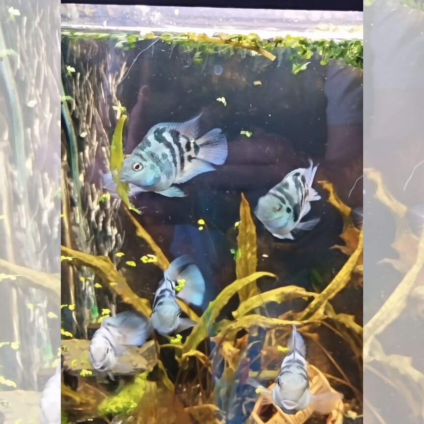 Сапфировый попугай