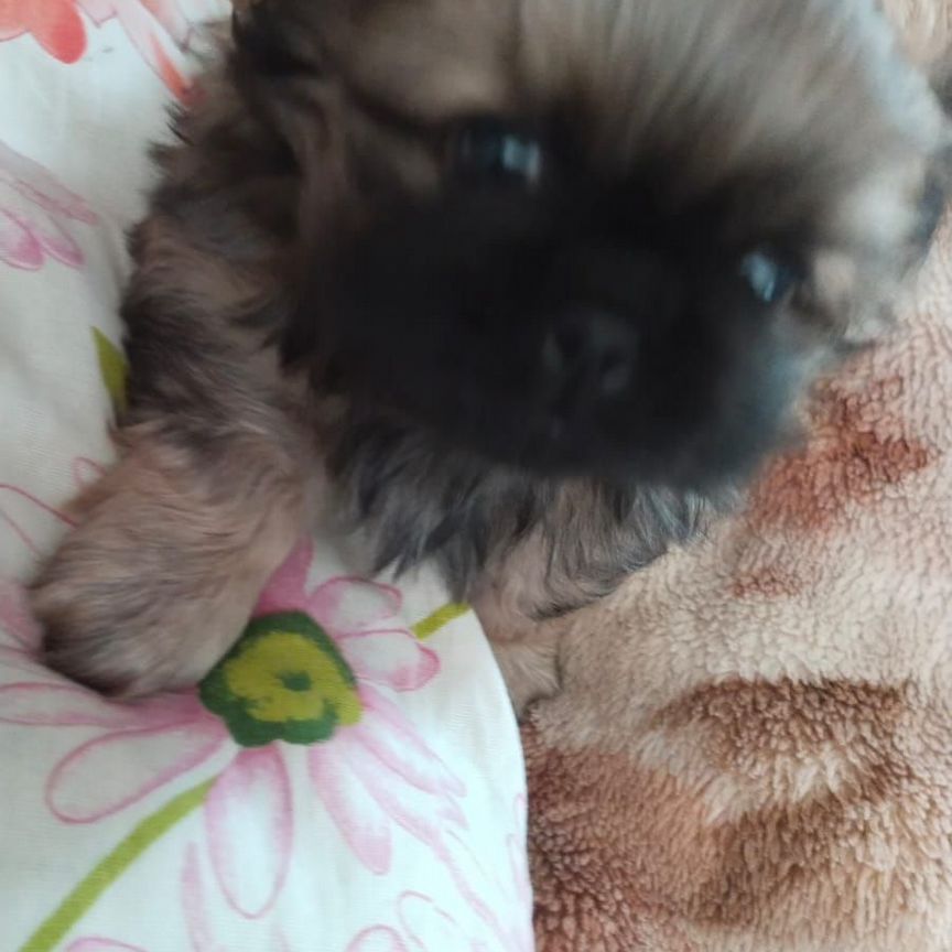 Продам щенков пекинеса