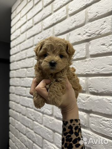 Мальтипу f1 mini Мальчик