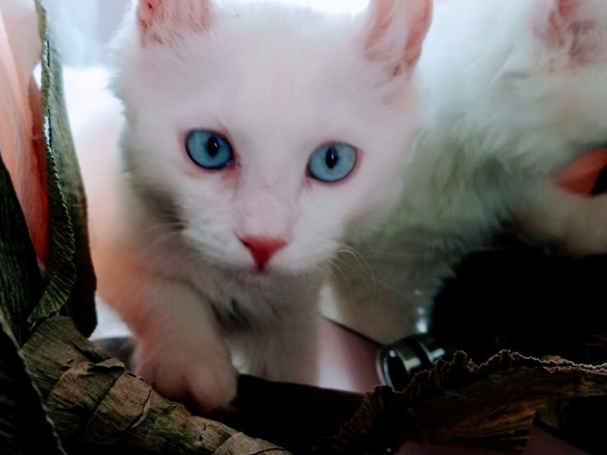 Американский керл котята