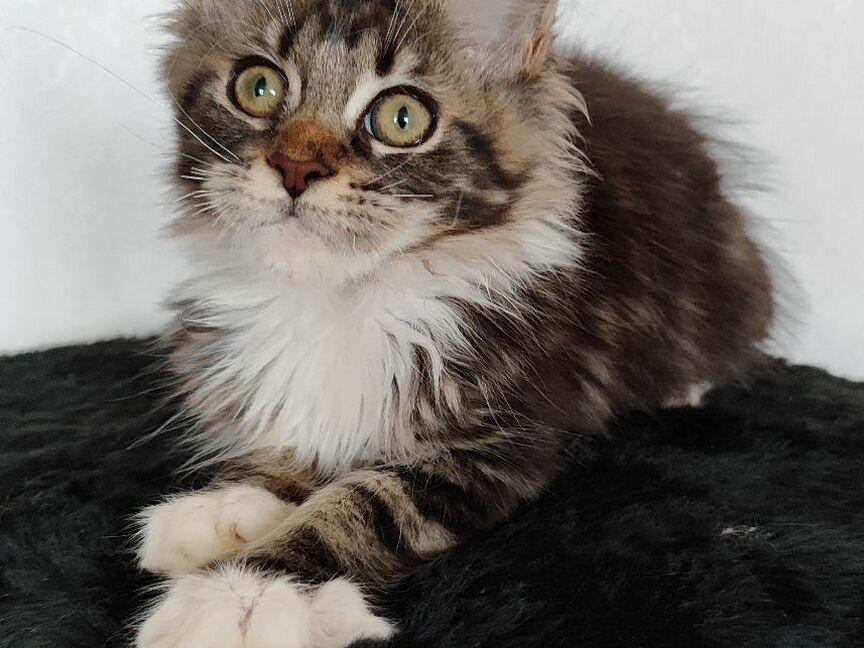 Котята мейн-кун